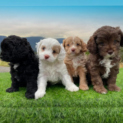 Cavoodle Coat Colours: Everything you need to know about how a cavoodl