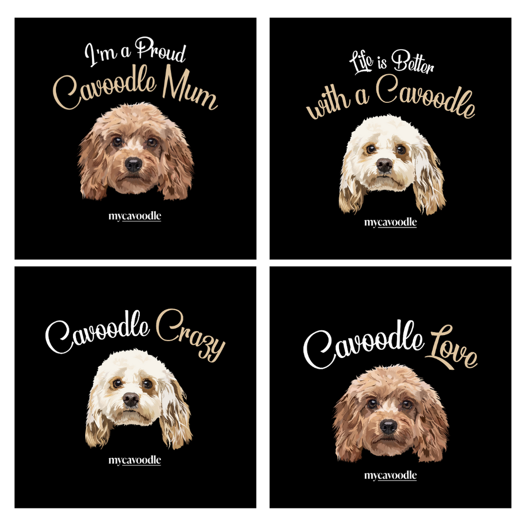 All Cavoodle Products
